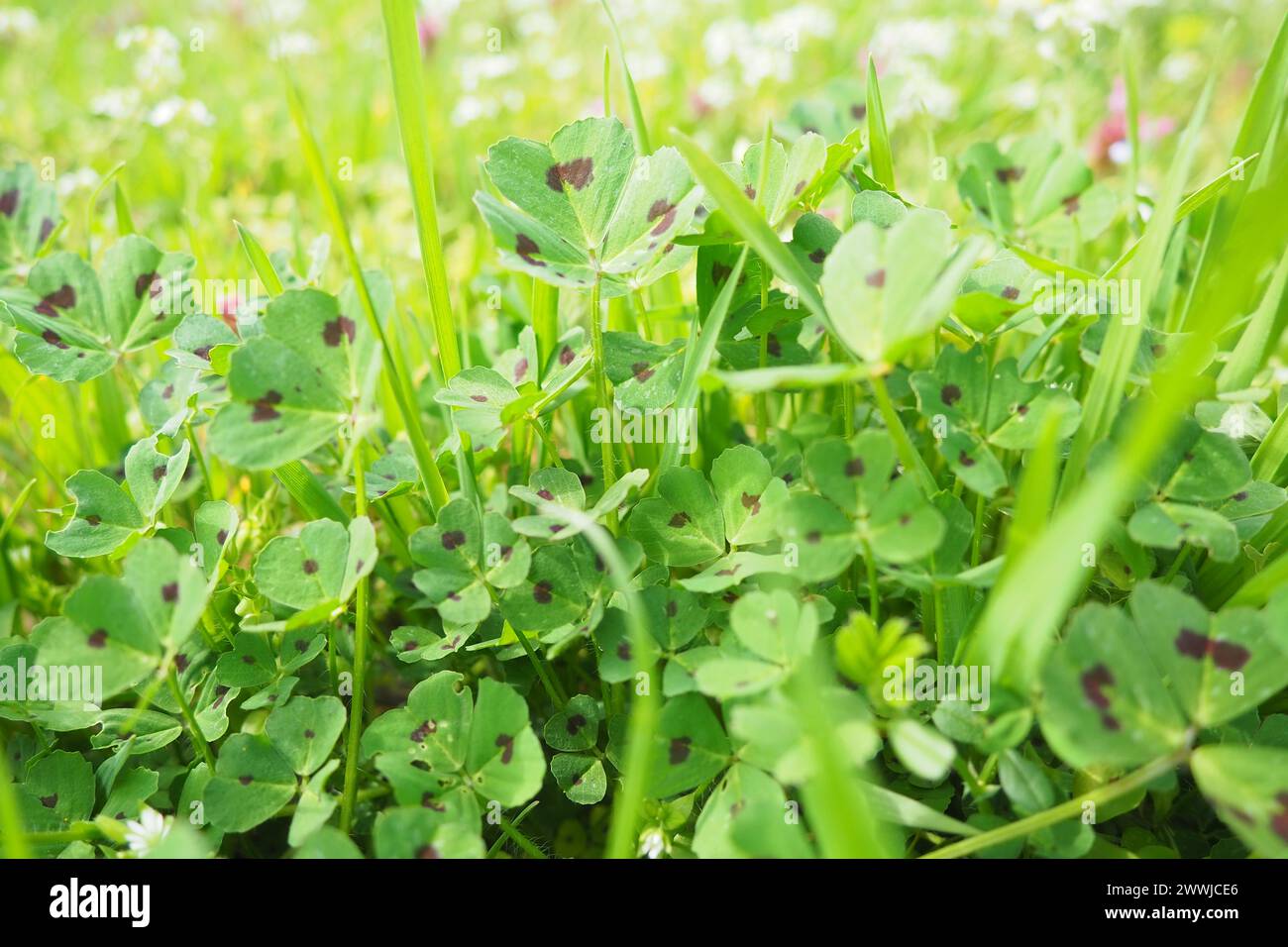 Trifolium repens, white clover, is a herbaceous perennial plant in bean ...