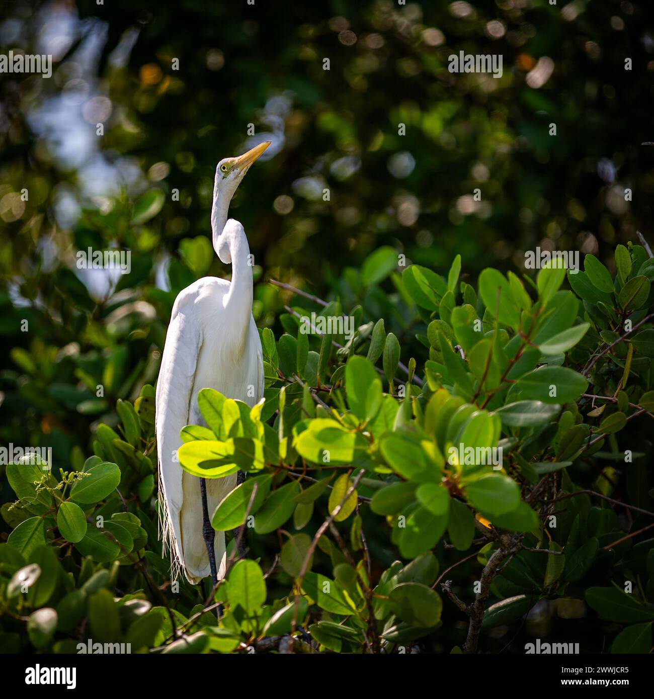 Caribbean Great White Heron Stock Photo - Alamy