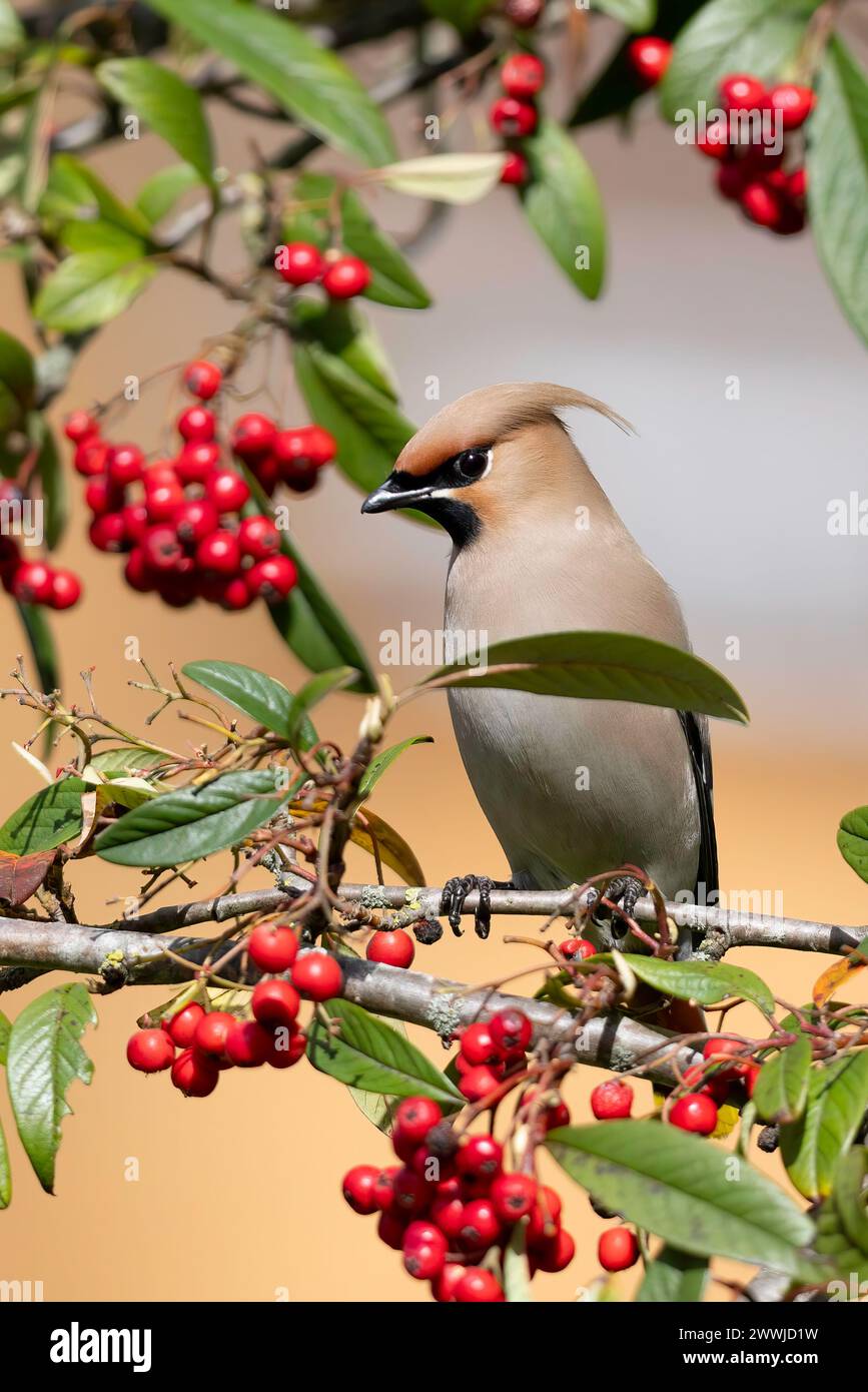 Waxwings in the berries Stock Photo - Alamy