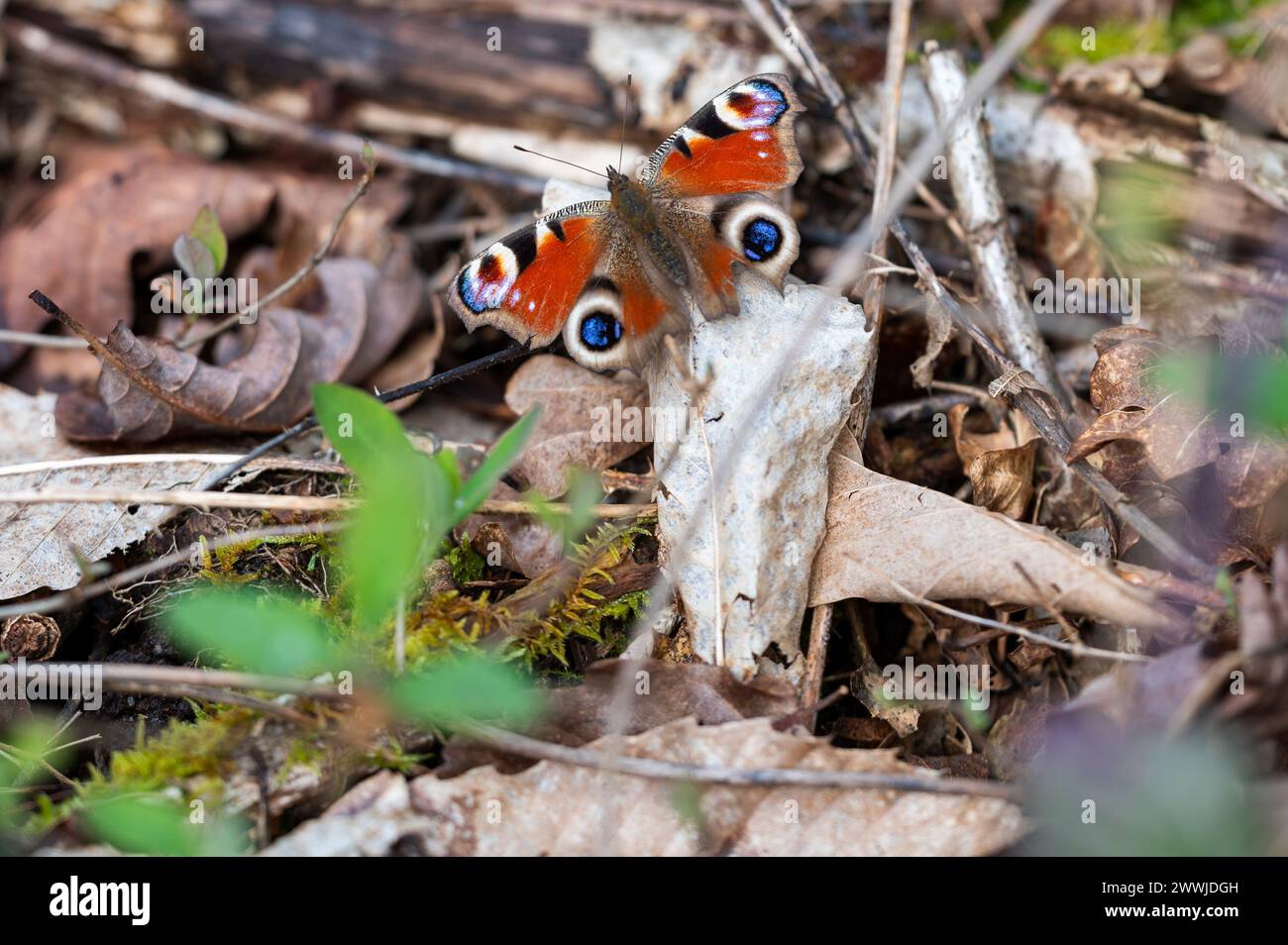 Peacock Butterfly in Sussex woodland, England Stock Photo - Alamy