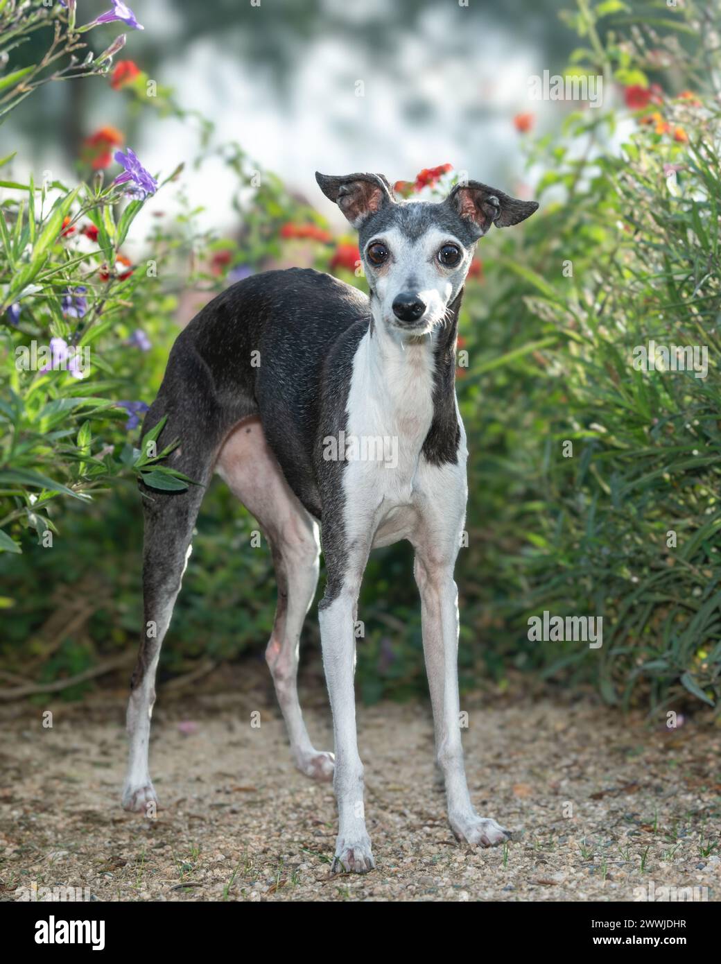 Small Italian Greyhound stading in front of bushes in a desert garden ...