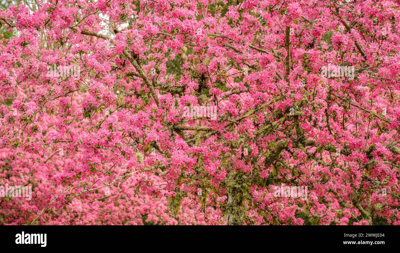 Close up of pink cherry blossom tree in full bloom in a park in the ...
