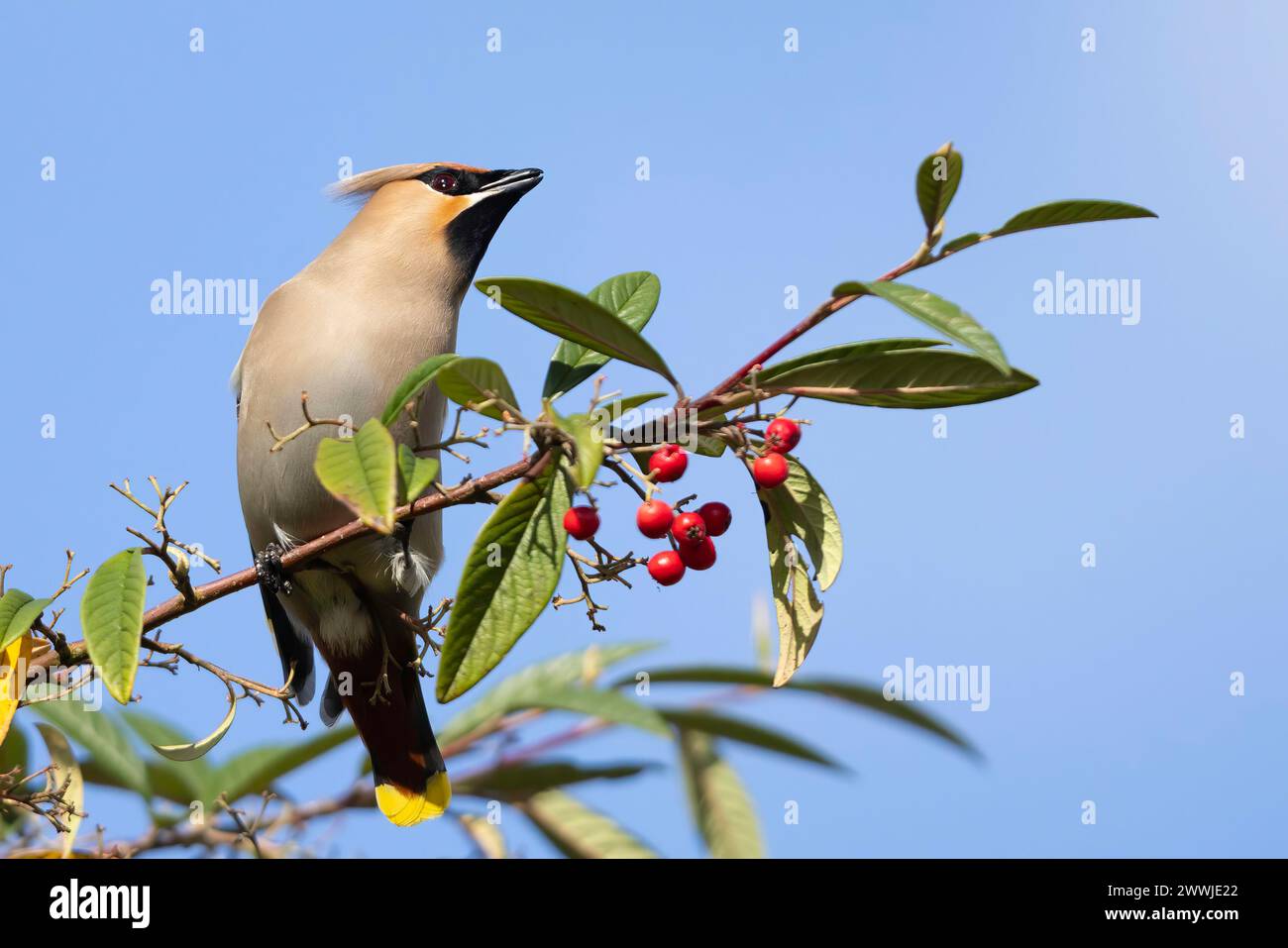 Waxwings flock uk hi-res stock photography and images - Alamy