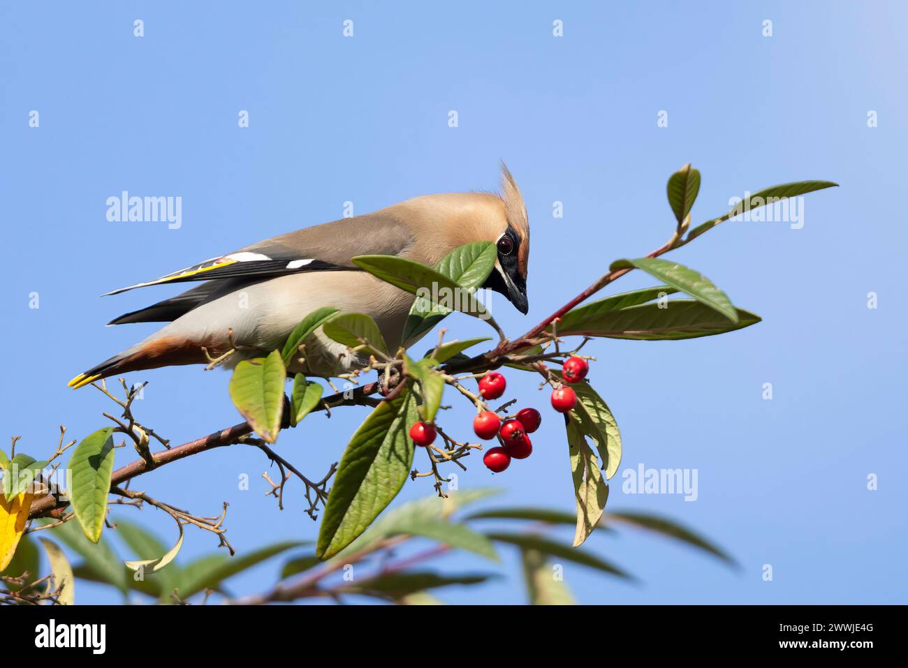 Waxwings flock uk hi-res stock photography and images - Alamy