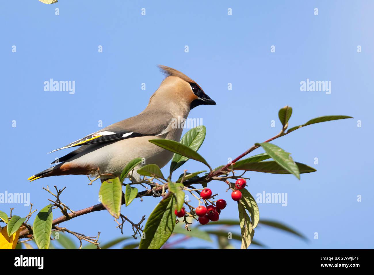 Waxwings flock uk hi-res stock photography and images - Alamy
