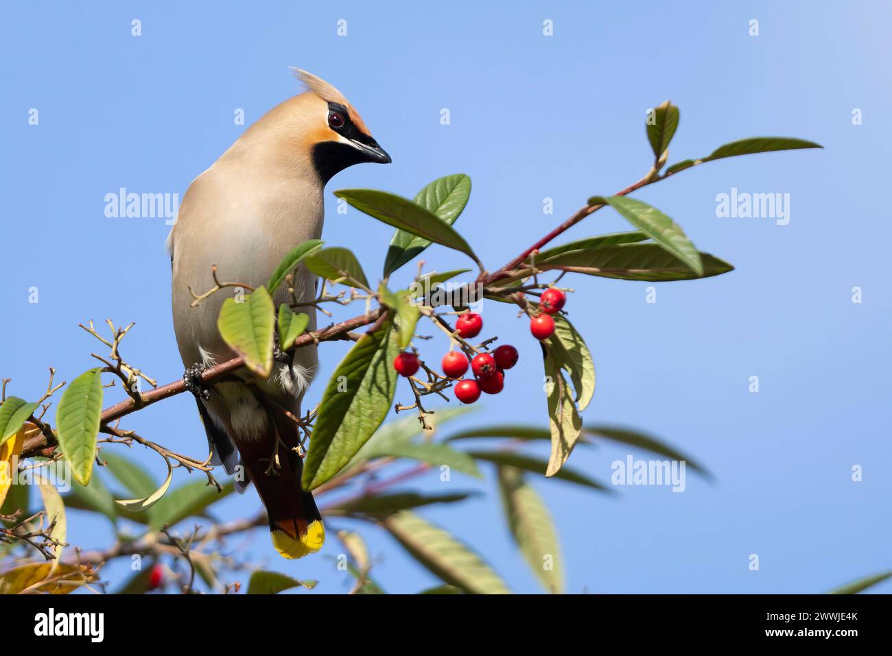 Waxwings flock uk hi-res stock photography and images - Alamy