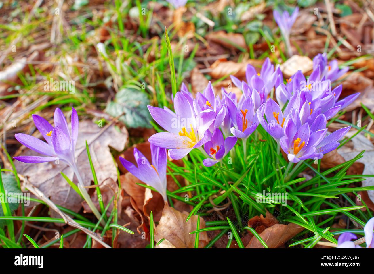 Purple iris hi hi-res stock photography and images - Alamy