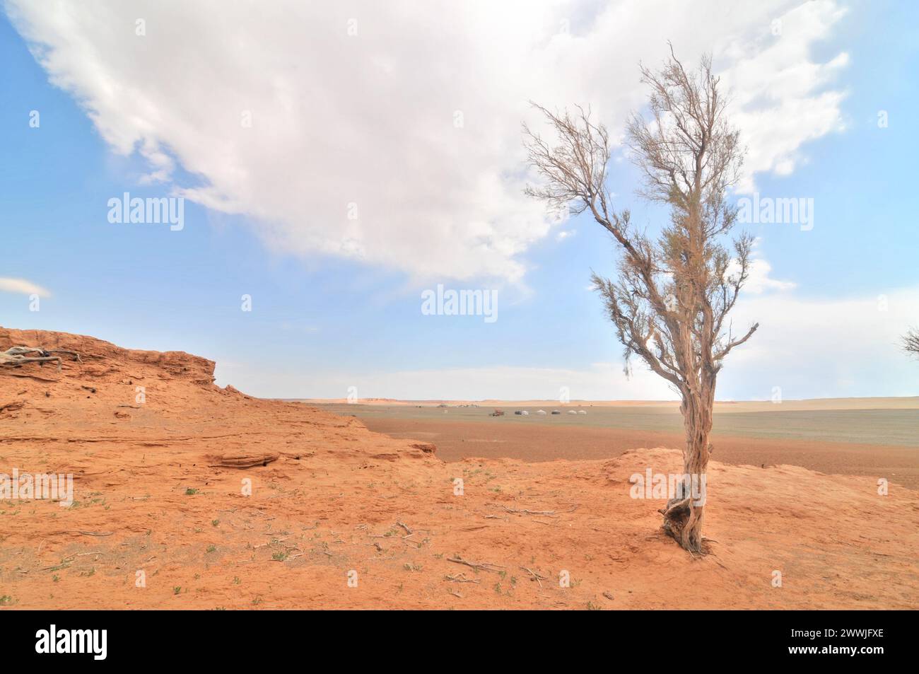 Saxaul tree on mongolian Desert Gobi Stock Photo - Alamy
