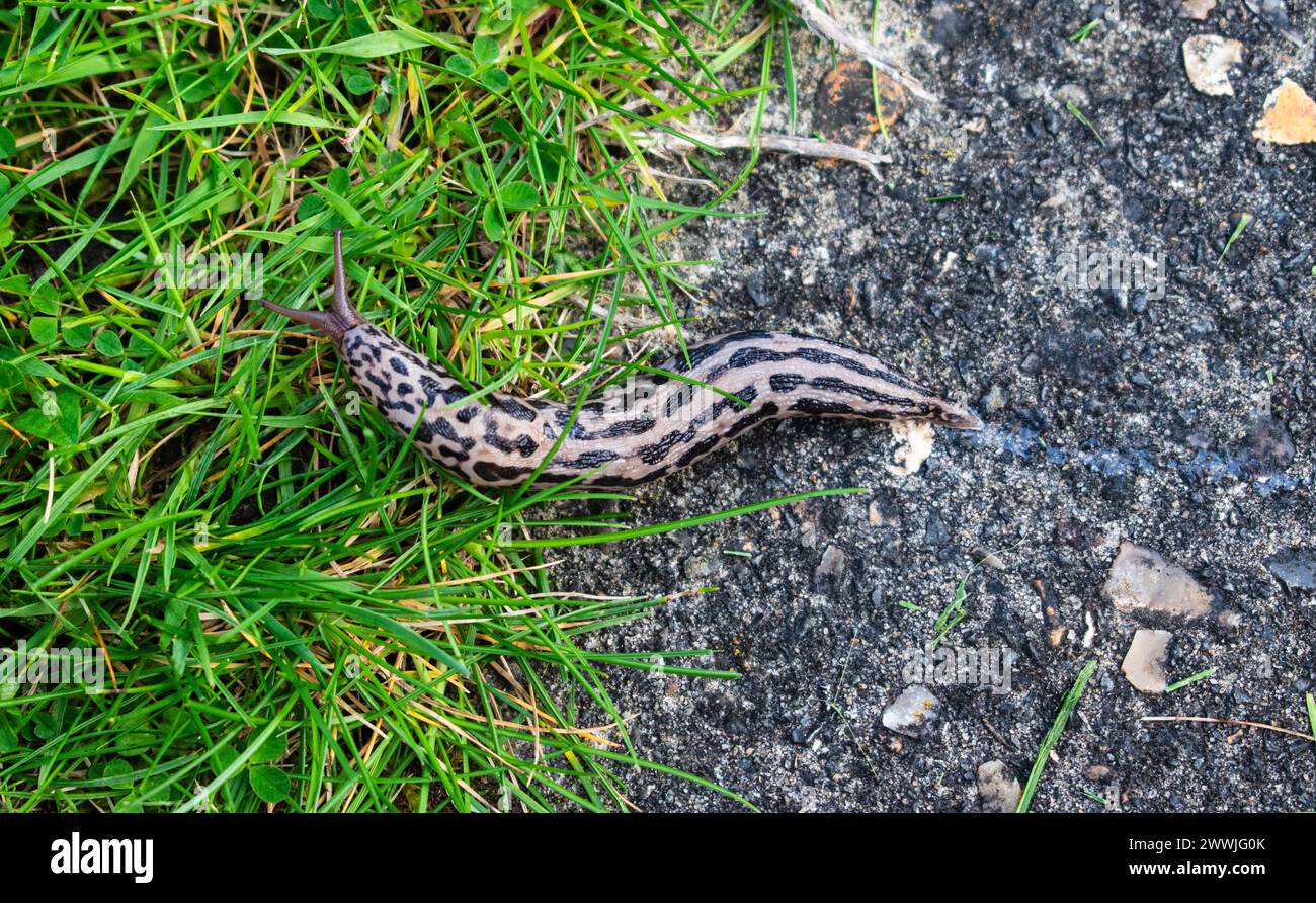 Limax maximus also known as the Leopard slug or Grey slug Stock Photo ...