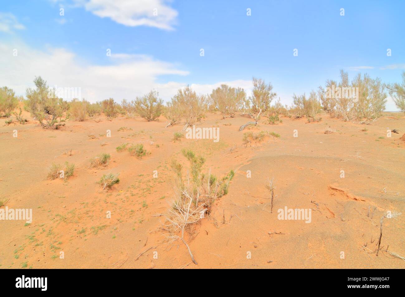 Saxaul tree on mongolian Desert Gobi Stock Photo - Alamy