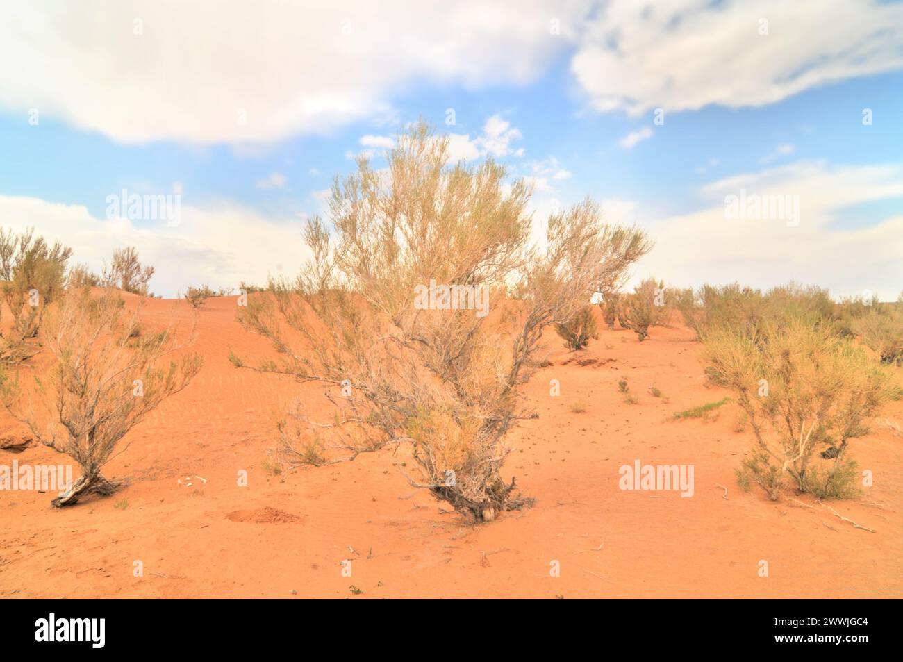 Saxaul tree on mongolian Desert Gobi Stock Photo - Alamy