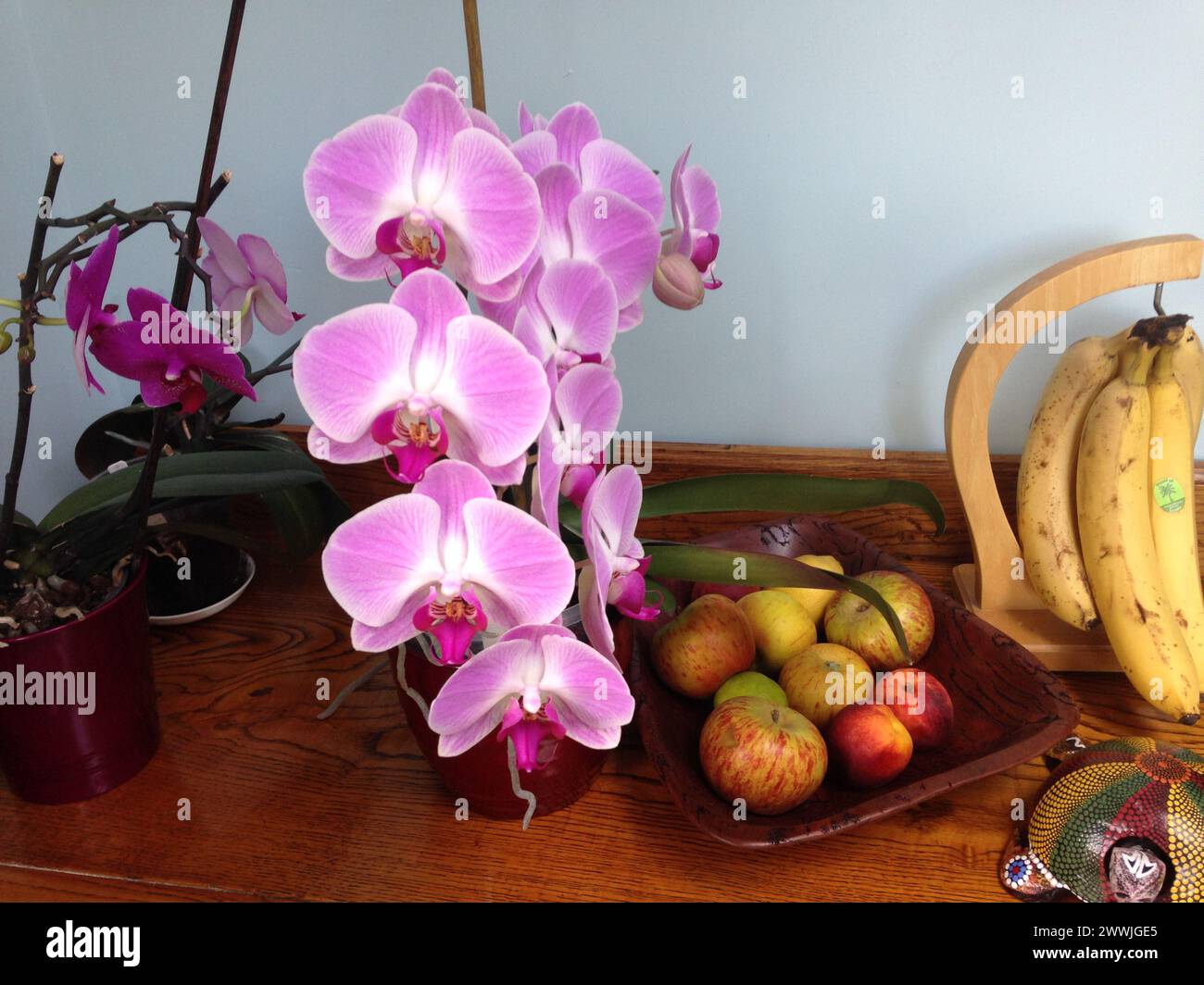 The Fruit, orchids, bananas and Phalaenopsis on a table Stock Photo - Alamy