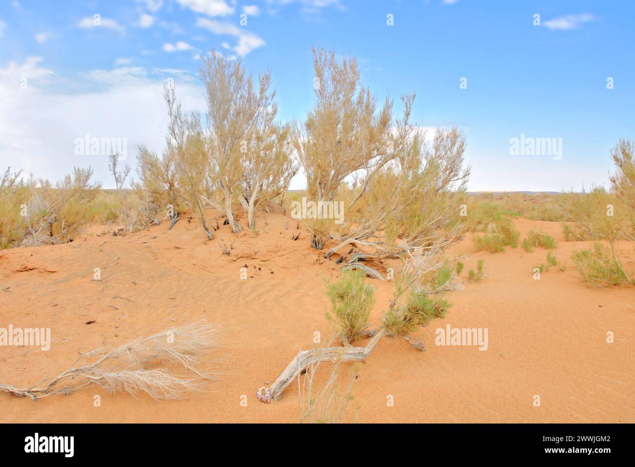 Saxaul tree on mongolian Desert Gobi Stock Photo - Alamy