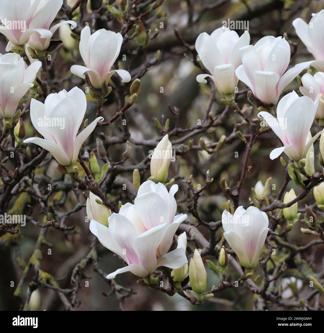 Yulan magnolia hi-res stock photography and images - Alamy