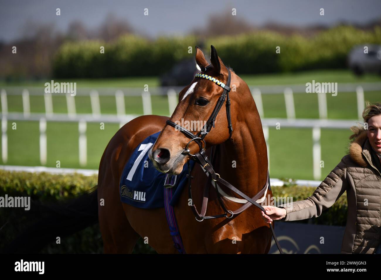 racehorse Lion Tower Stock Photo - Alamy