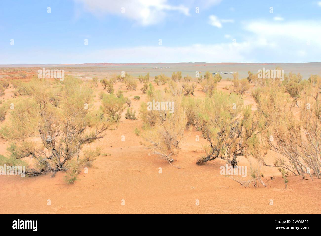 Saxaul tree on mongolian Desert Gobi Stock Photo - Alamy