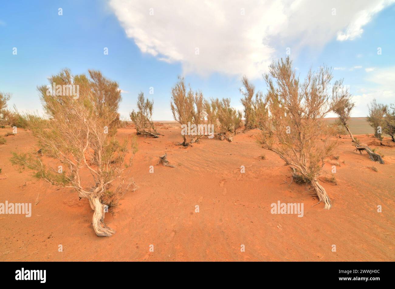 Saxaul tree on mongolian Desert Gobi Stock Photo - Alamy