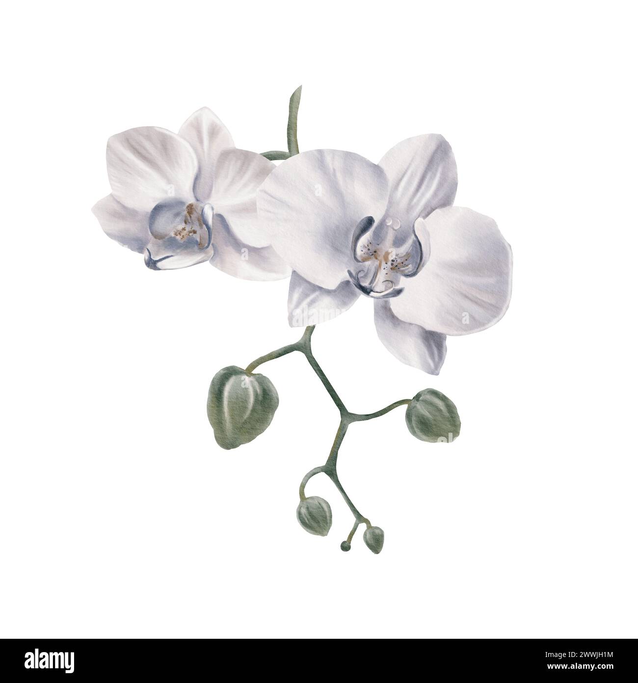 White orchid flower Tropical plants,orchid floral watercolor ...