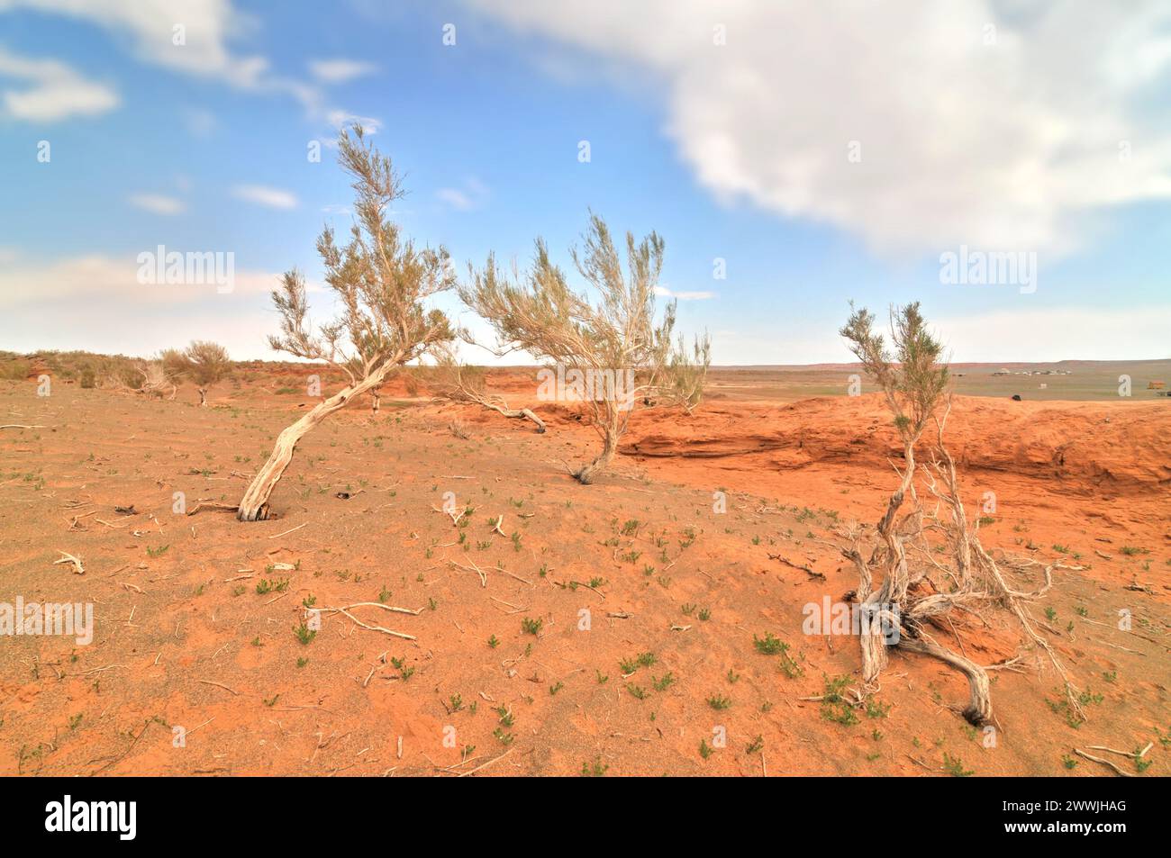 Saxaul tree on mongolian Desert Gobi Stock Photo - Alamy