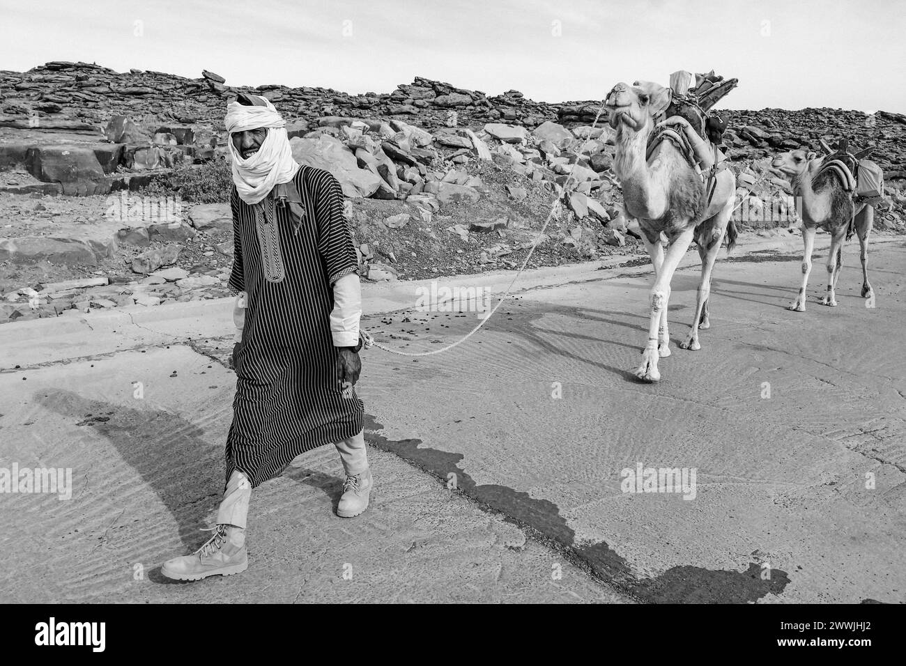 Mauritania, M'Hareth oasi, camel caravan Stock Photo - Alamy