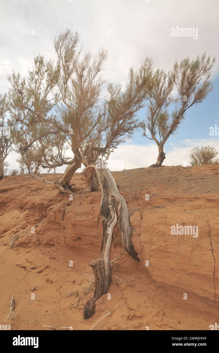Dry saxaul haloxylon ammodendron shrub hi-res stock photography and ...