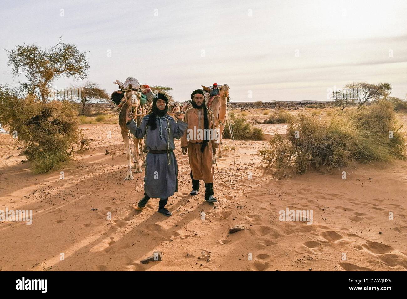 Mauritania, Surroundings of M'Hareth, camel drivers and camel caravan ...