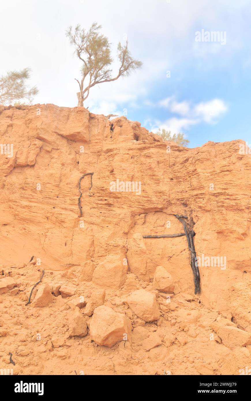 Saxaul tree on mongolian Desert Gobi Stock Photo - Alamy