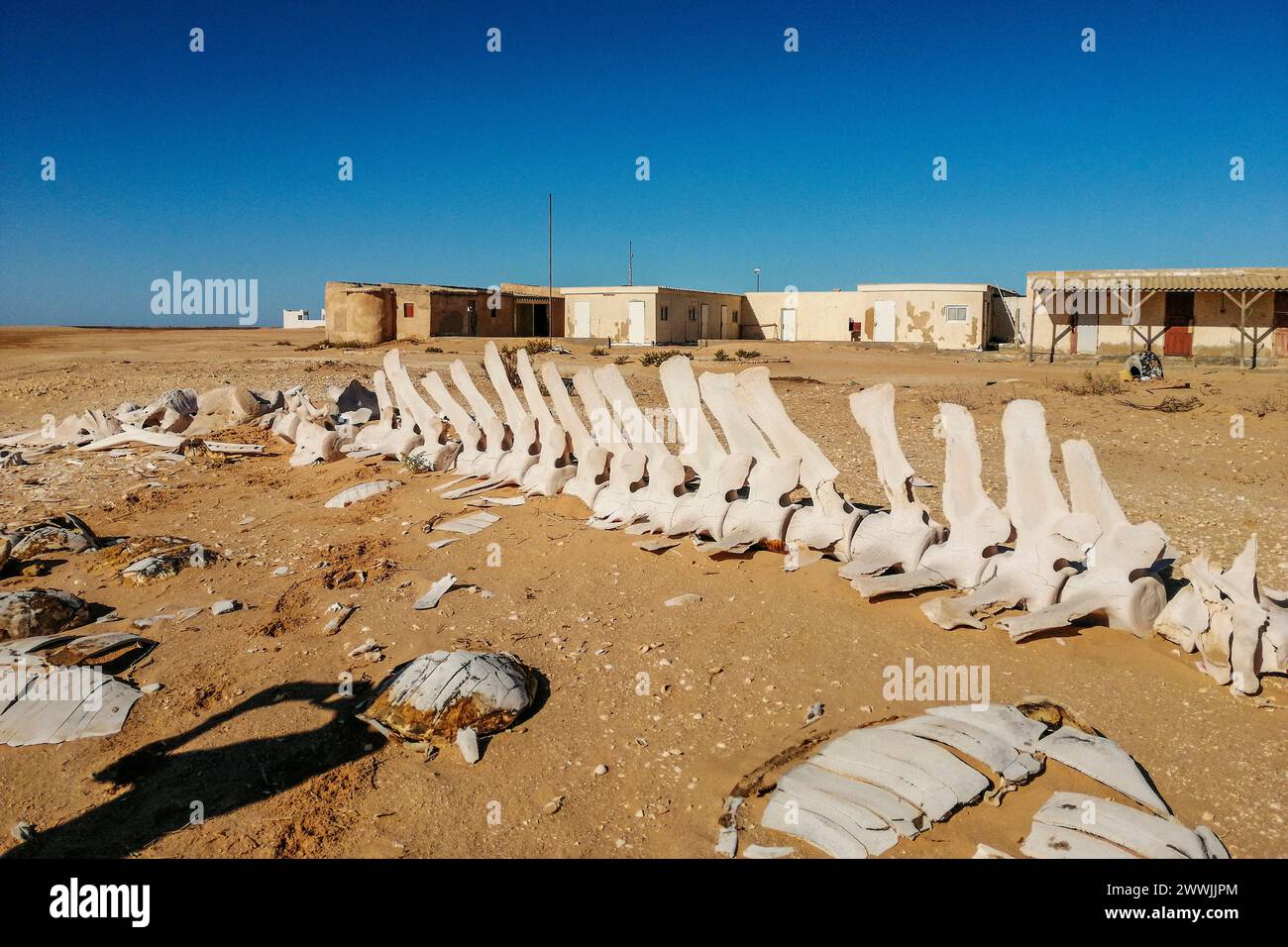 Mauritania, Iwik, Iouik, whale skeleton Stock Photo - Alamy