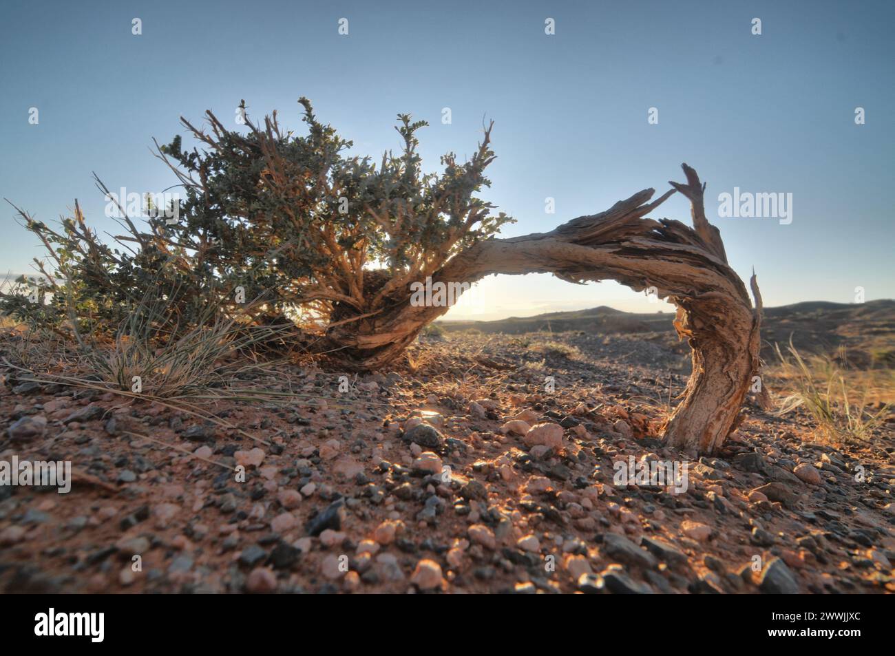 Tree saxaul saksaul hi-res stock photography and images - Alamy