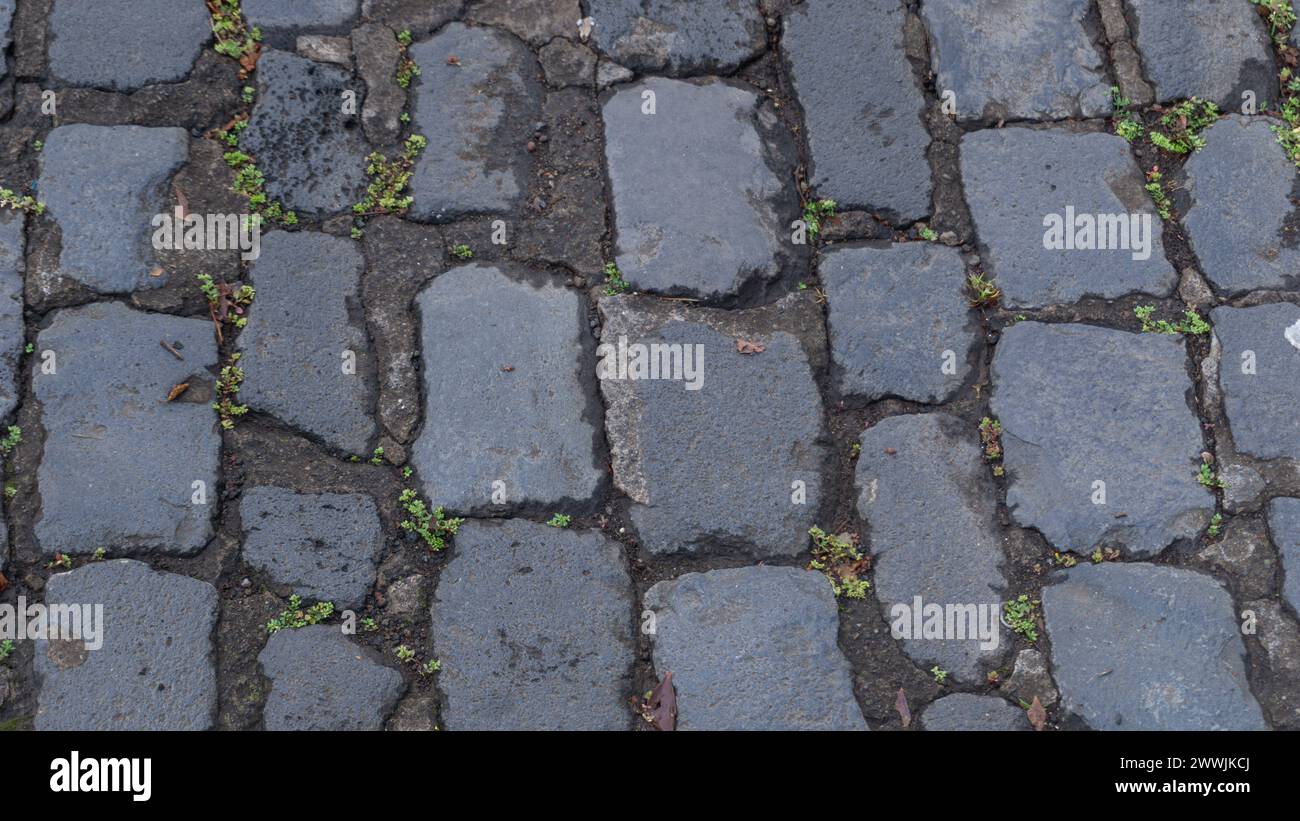 Historic cobblestone texture, mossy elegance, urban serenity Stock ...
