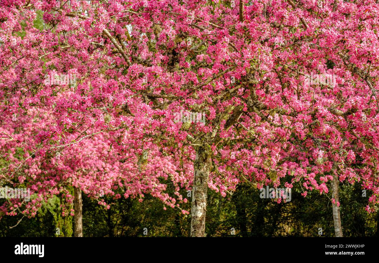 Pink cherry blossom trees in full bloom in a park in the Dordogne ...