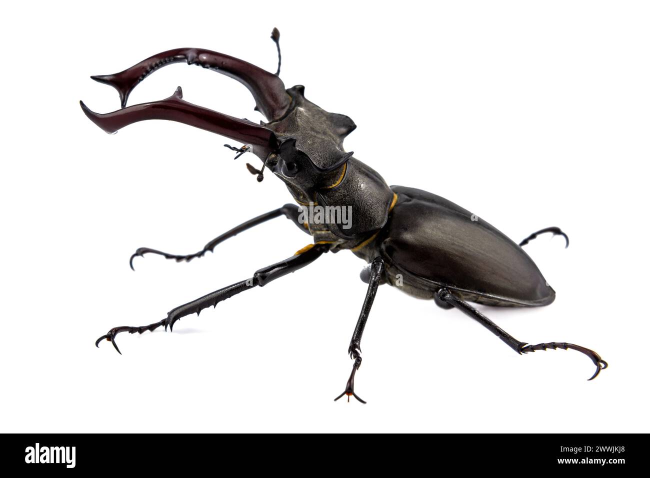 Stag beetle isolated on white background (Lucanus Cervus Stock Photo ...