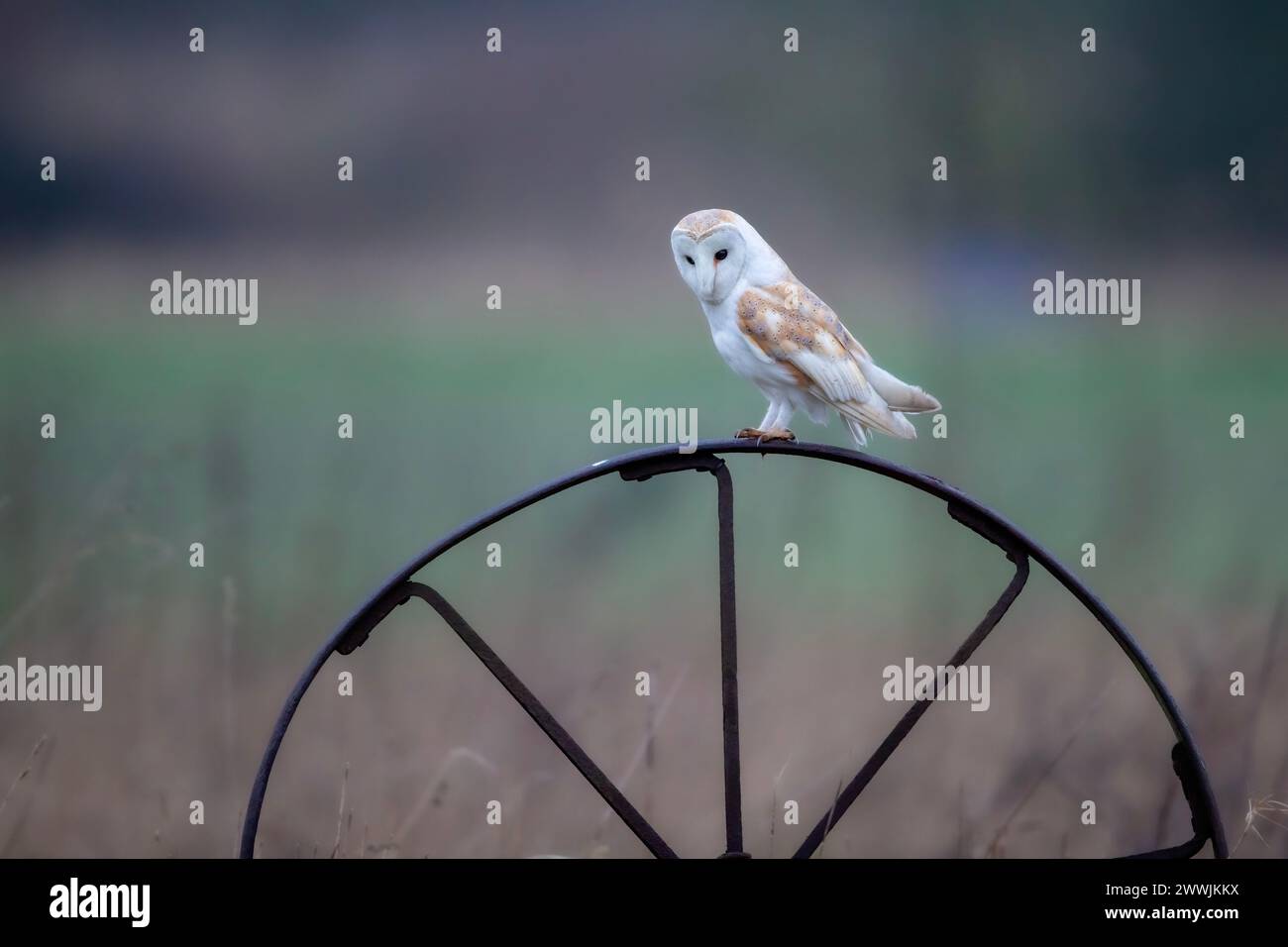 A Barn owl perches on a wheel spoke Stock Photo - Alamy