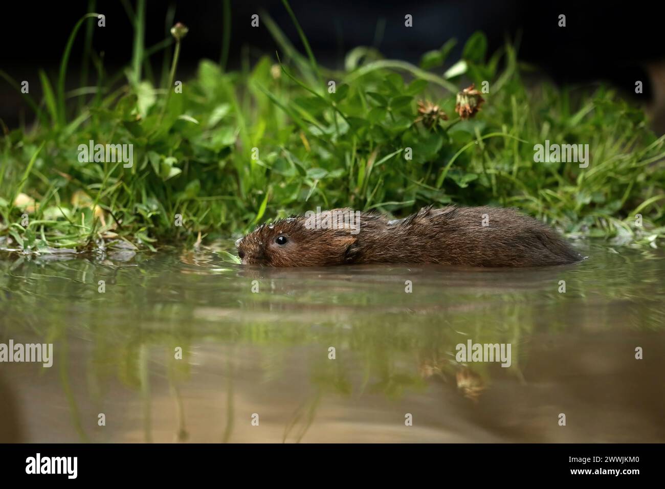Water vole swimming hi-res stock photography and images - Alamy