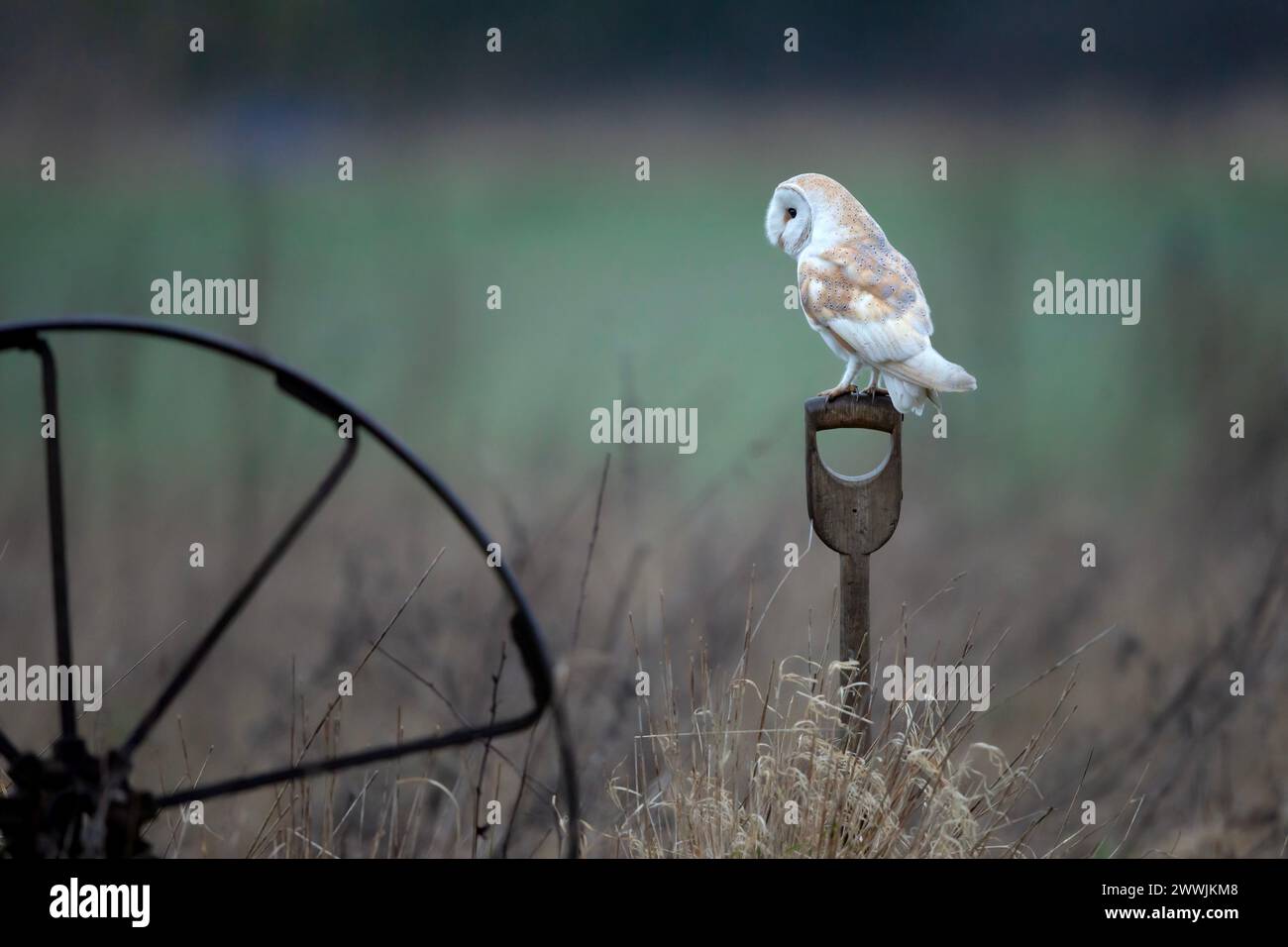 A Barn owl perches on a wheel spoke Stock Photo - Alamy