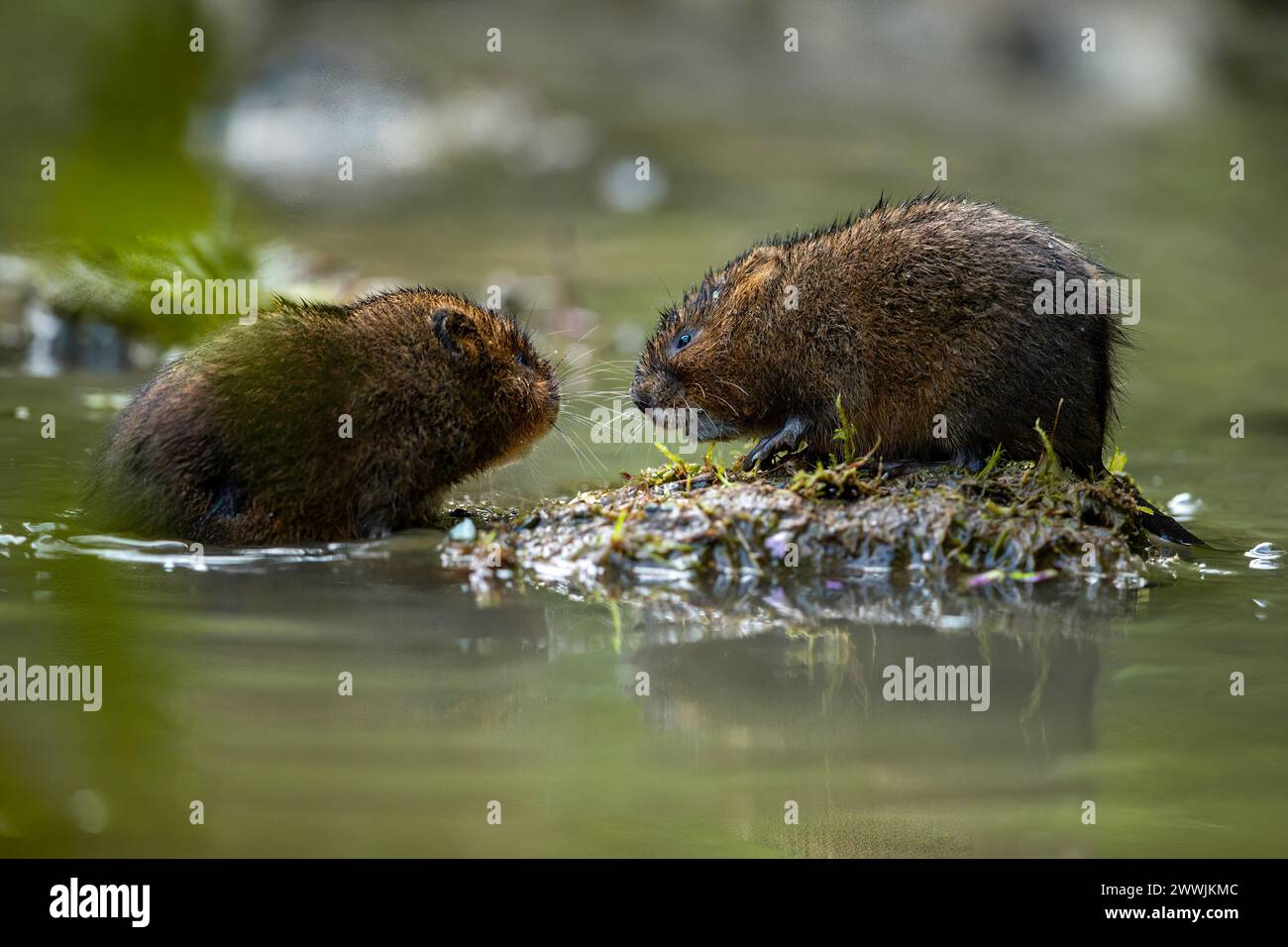 Water voles hi-res stock photography and images - Alamy