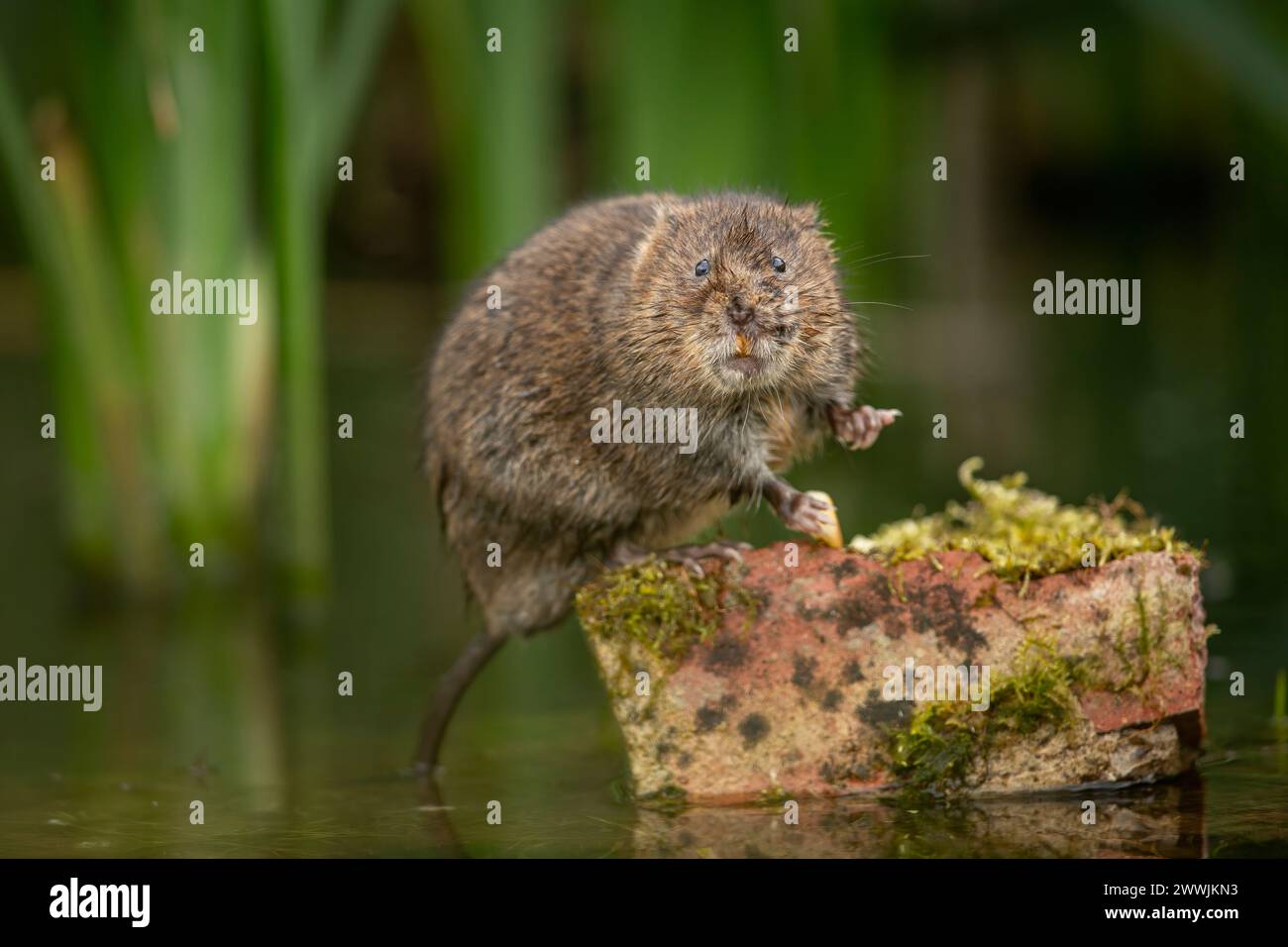 A small Water vole sipping water at marsh's edge Stock Photo - Alamy