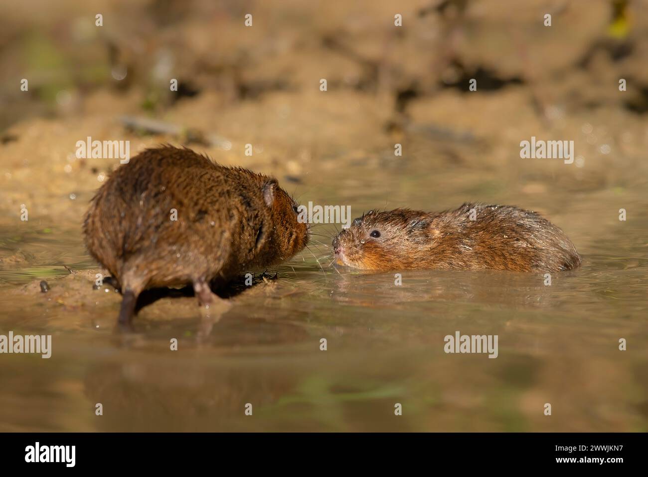 Swimming mouse hi-res stock photography and images - Alamy