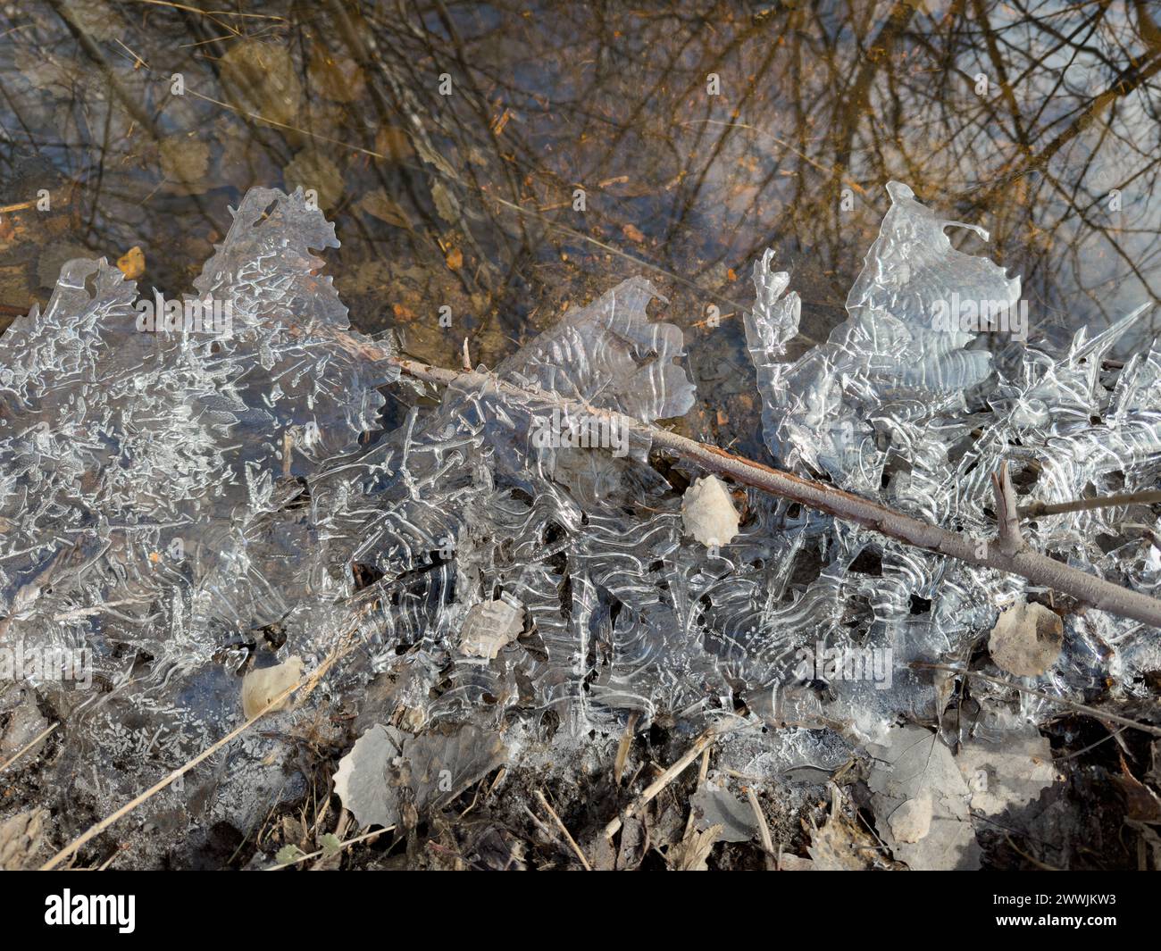 thin transparent ice on a puddle in the park on a spring day, foliage ...