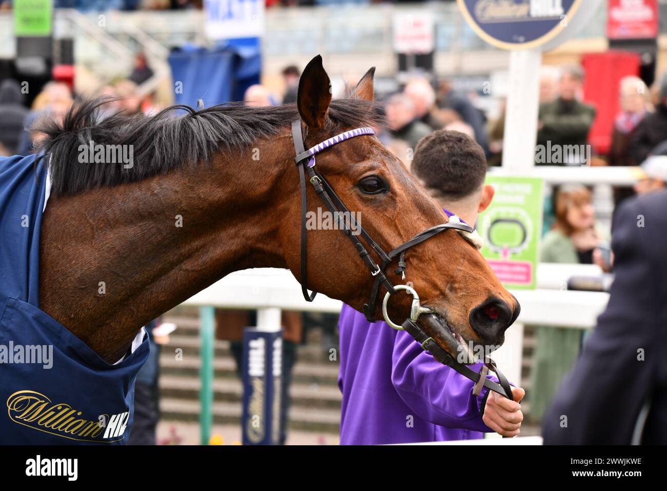 Mr professor horse hi-res stock photography and images - Alamy Mr professor horse hi-res stock photography and images - Alamy