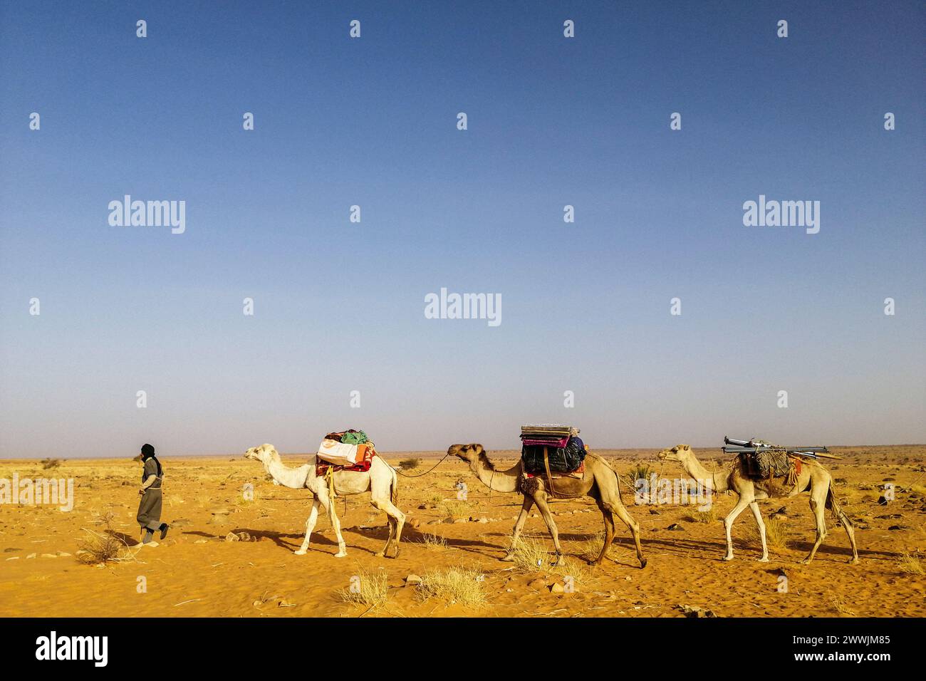 Mauritania, surroundings of Chinguetti, camel drive Stock Photo - Alamy