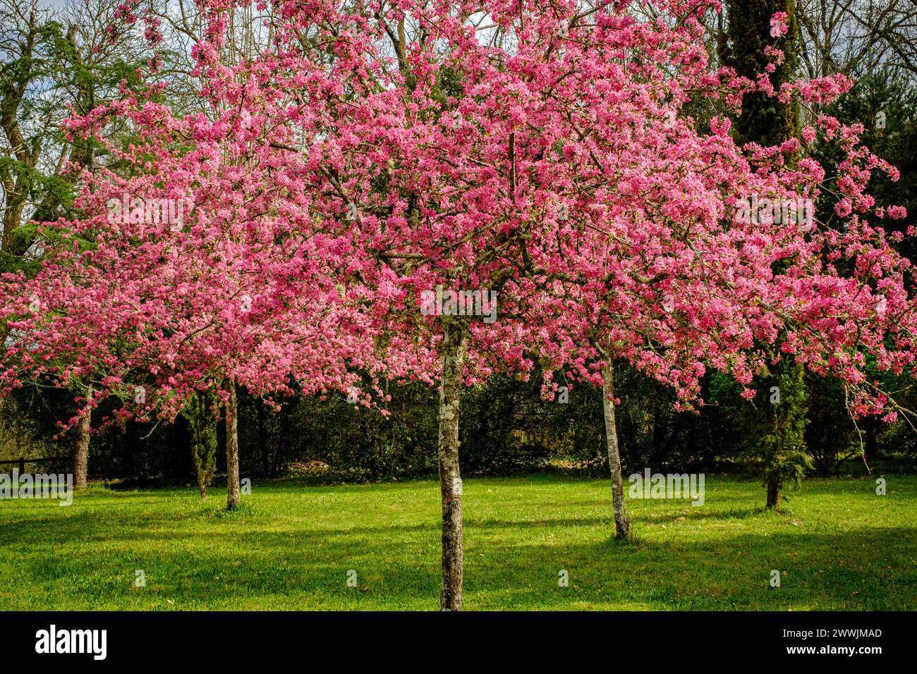 Pink cherry blossom trees in full bloom in a park in the Dordogne ...