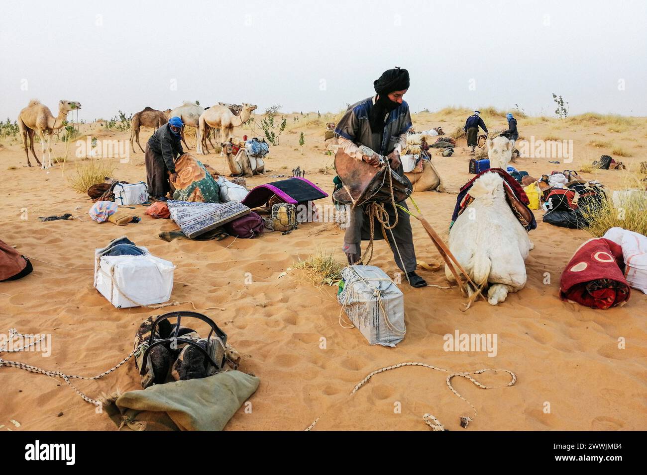 Mauritania, surroundings of Chinguetti, camel drive Stock Photo - Alamy