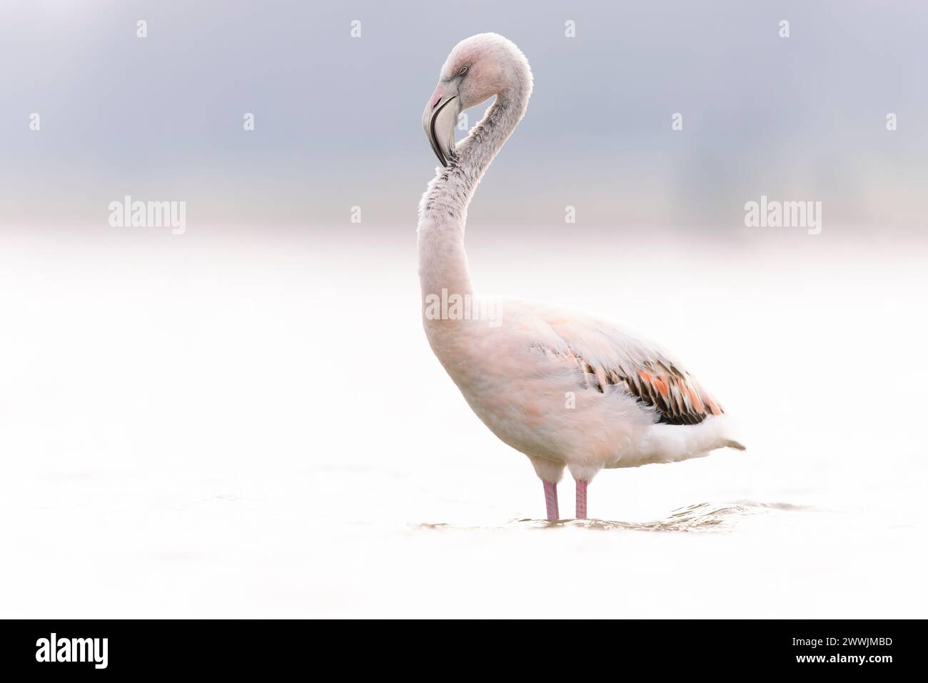 Flamingo phoenicopteridae in lake hi-res stock photography and images ...