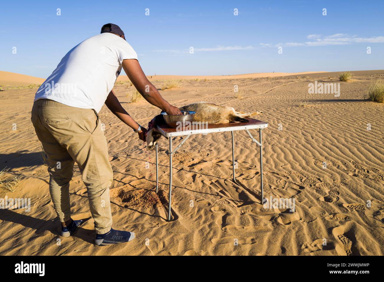 Mauritania, surroundings of Chami, traditional ritual of goat slaughter ...