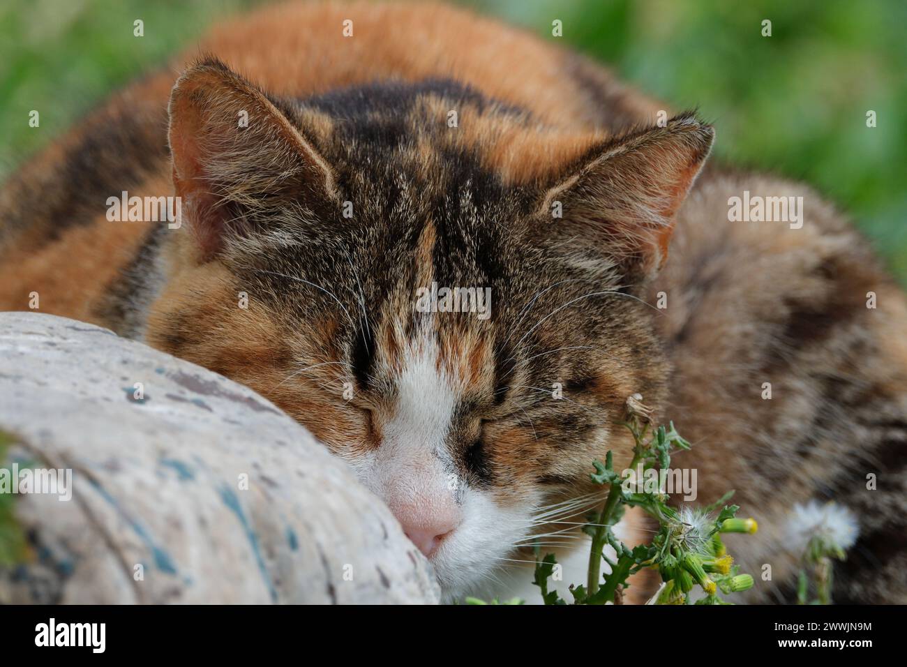 Cute tabby cat sleeping in the garden Stock Photo - Alamy