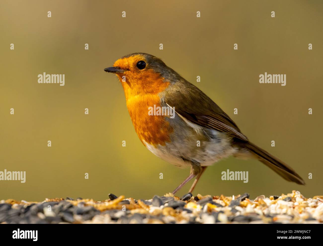 Songbird close up hi-res stock photography and images - Alamy