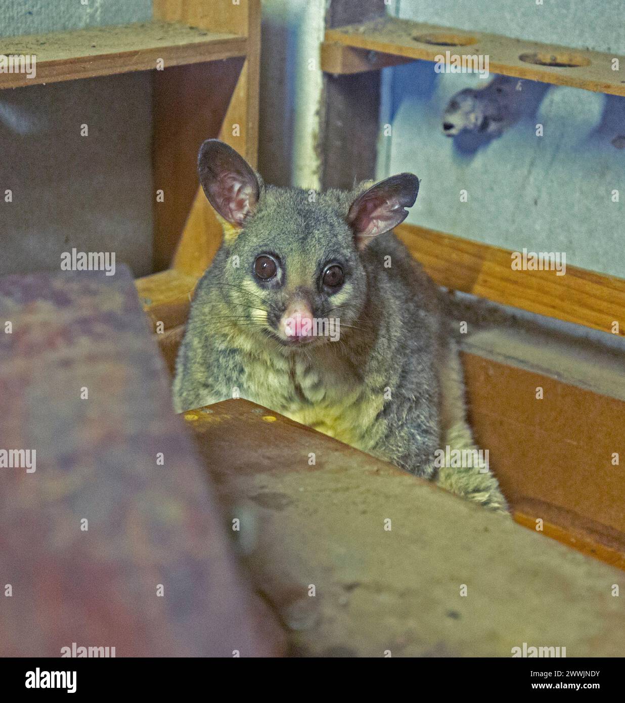 Australian possum living in a corner of a garden shed staring at the ...