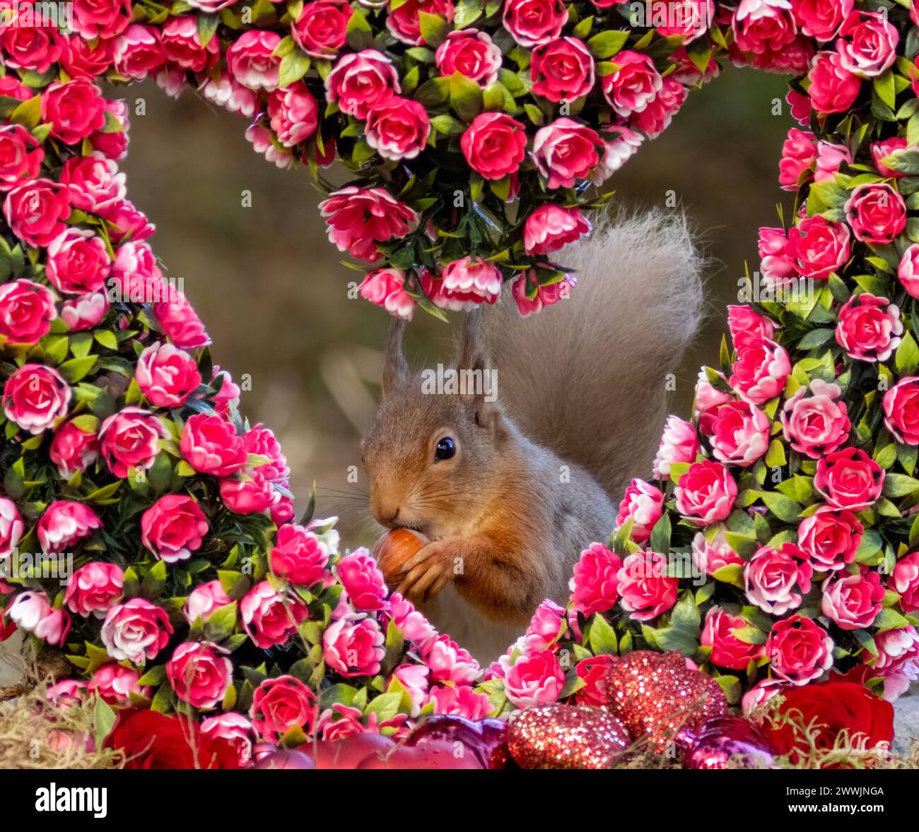 Curious little Scottish squirrel in a romantic rose love heart Stock ...