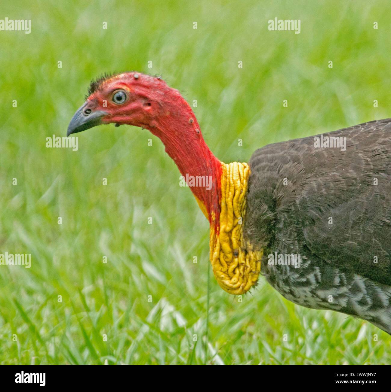 Close up of head of male Australian Brush turkey, Alectura lathami, in ...